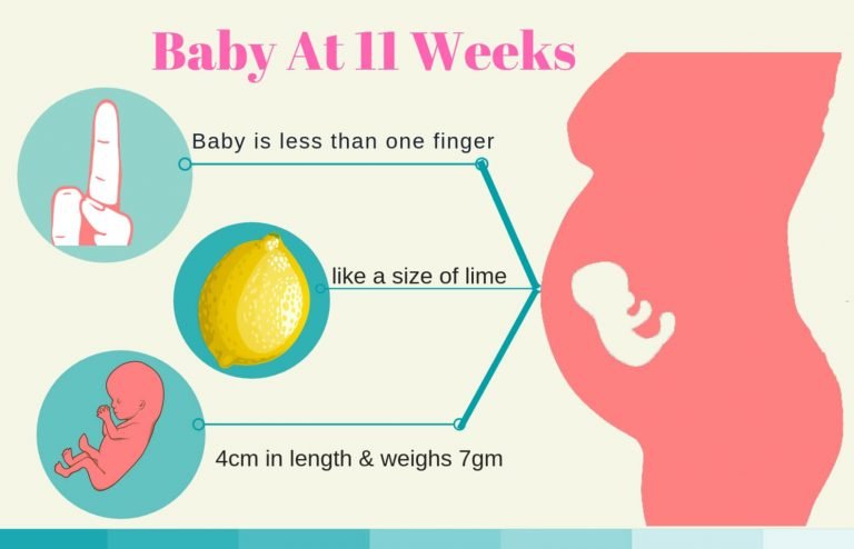 11 Weeks Pregnant: Understanding Your Body and Baby’s Development ...